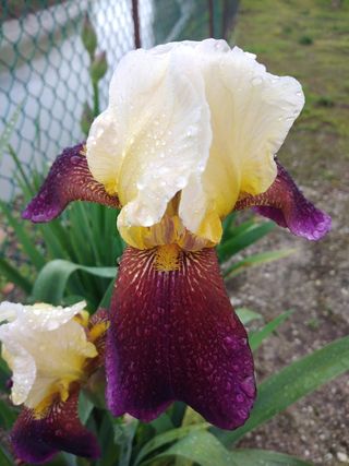 Bulbi Iris Colori vari