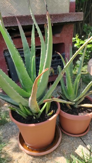 piante aloe vera