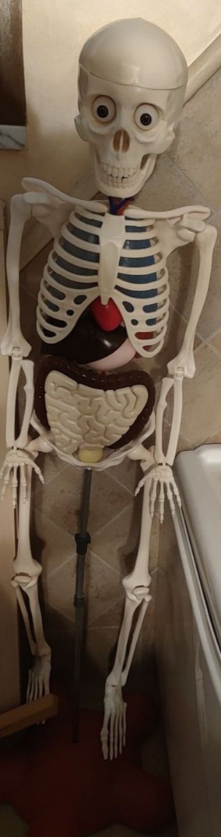 Corpo umano con muscolatura