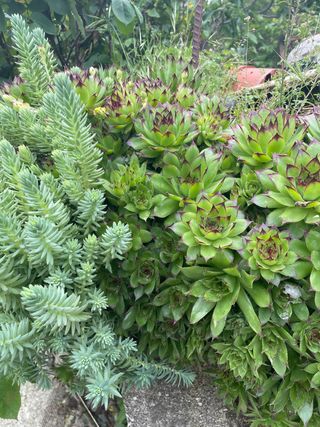 Sempervivum tectorum