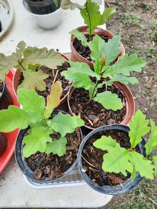 piantini di quercia/ghianda