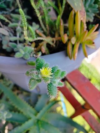 talea senza radici di delosperma echinatum pianta