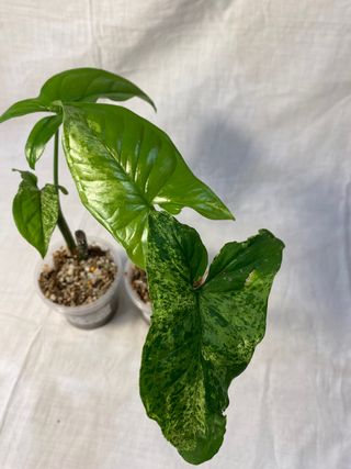 Syngonium mottled Mojito BOX#1