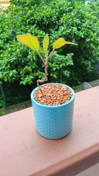 mini bonsai di melo