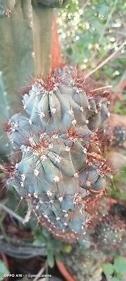 Vaso di CEREUS PERUVIANUS Var. MONSTRUOSA