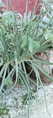 Vaso di Bulbinella gialla o Fiore di Serpente.