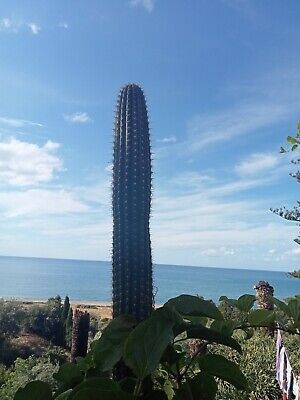 50cm. Trich cereus Echinopsis Spachianus.Talea.