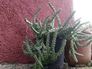 STAPELIA VARIEGATA 2 Talee Pianta succulenta