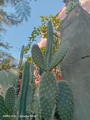 Mix di piante grasse, stock di succulente a scelta