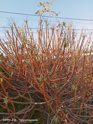 3 Talee di Euphorbia Tirucalli o altre