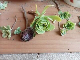 Mix di 10 talee di piante grasse. Stock in offerta