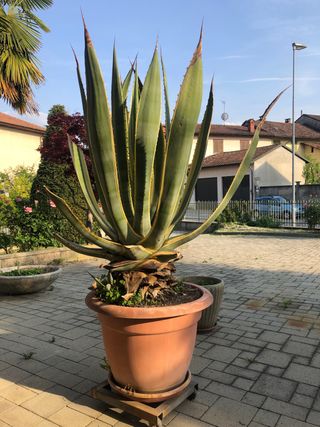 Agave Americana Variegata
