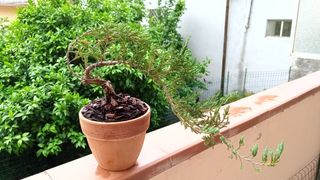 ginepro bonsai stile cascata