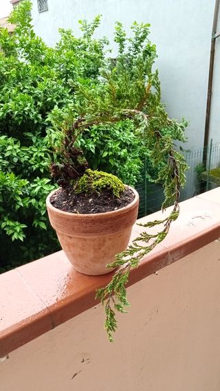 bonsai di ginepro stile cascata