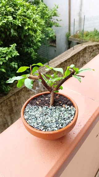 mini bonsai di melograno