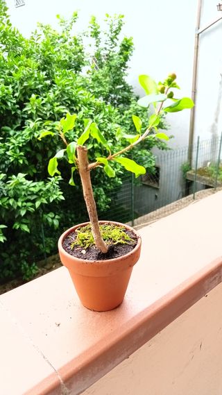 Mini bonsai di melograno