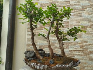 boschetto bonsai olmi campestri