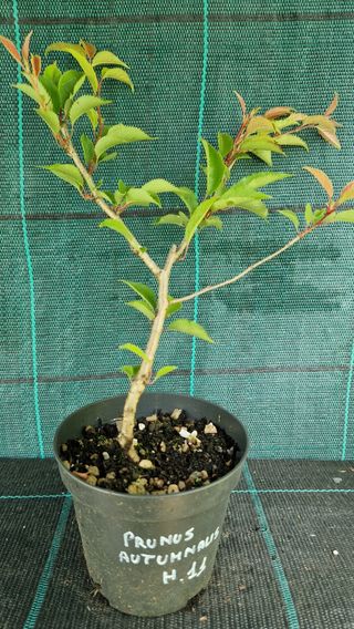 Ciliegio da fiore Giapponese ( Autumnalis) H 11