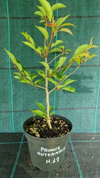 Ciliegio da fiore Giapponese ( Autumnalis) H 12