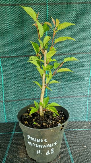 Ciliegio da fiore Giapponese ( Autumnalis) H 13