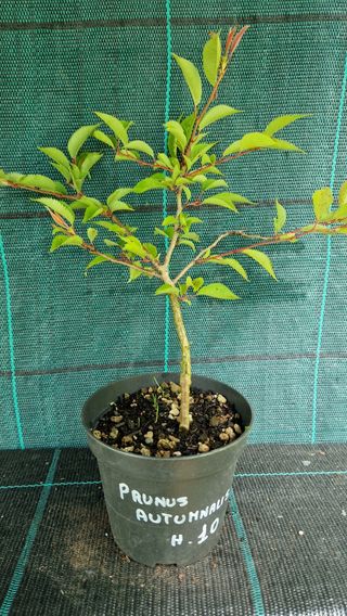 Ciliegio da fiore Giapponese ( Autumnalis) H 10