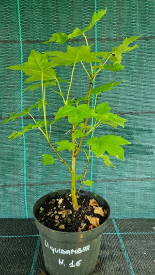 Pianta prebonsai di Liquidambar H 16