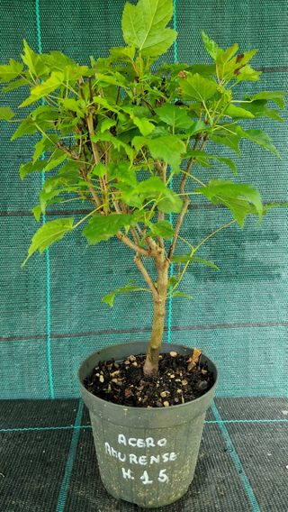 Pianta prebonsai di Acero Amurense (acer ginnala