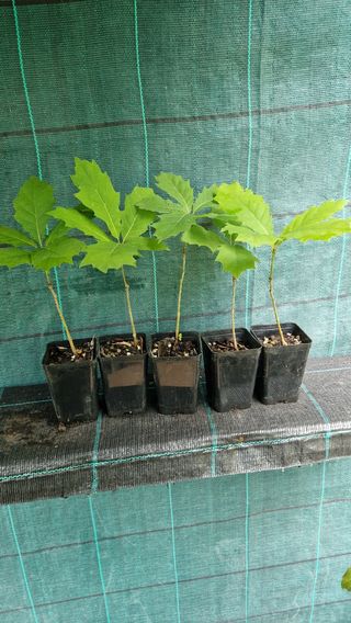 5 piante di Quercia Rossa Americana Quercus Rubra