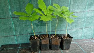 4 piante di Quercia Rossa Americana Quercus Rubra