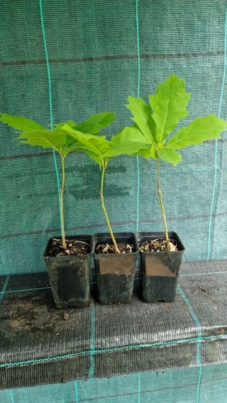3 piante di Quercia Rossa Americana Quercus Rubra