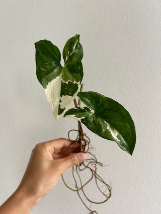 Talea Syngonium albo variegata