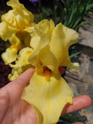 Iris giallo