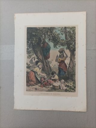 Vendemmia in Toscana stampa antica originale