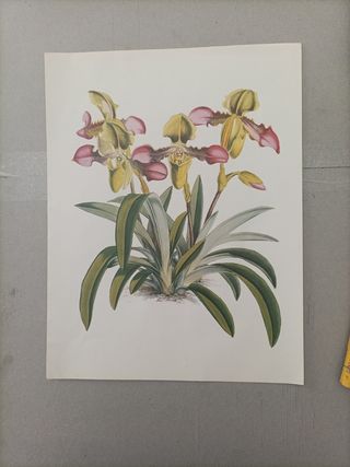 Riproduzione anni 50
29x38 cm