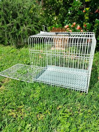 trasportino in griglia