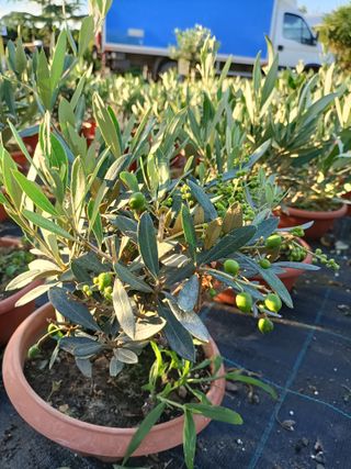 Pianta di ulivo bonsai in ciotola 20