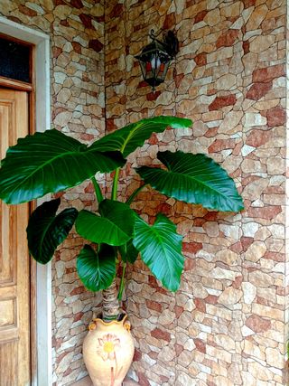 scambio doppie piante