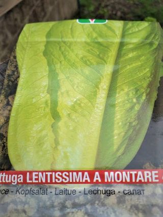 PIANTINE DI LATTUGA A FOGLIA GRANDE