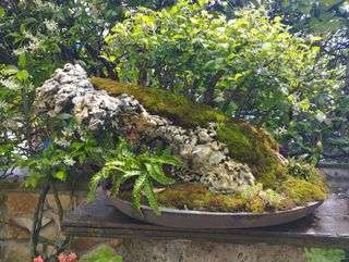 struttura per penjing binsai