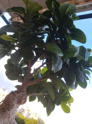 bonsai Ficus Ginseng