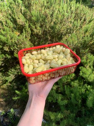 Cesto frutta vintage