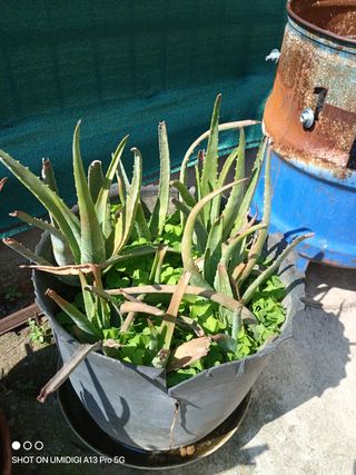 piantine di aloe vera
