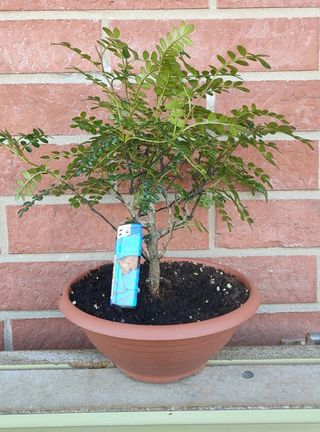 Bonsai Shohin "Pepe".