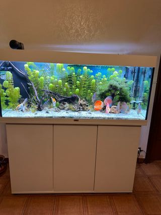 Acquario Juwel Rio 240 litri bianco