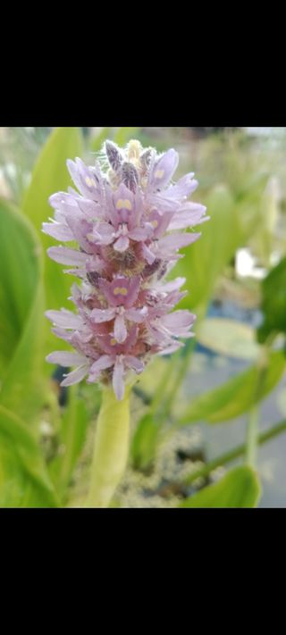 pontederia cordata