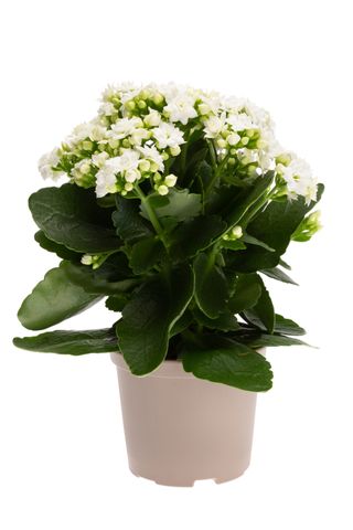 PIANTE DI KALANCHOE IN VASO Ø 12