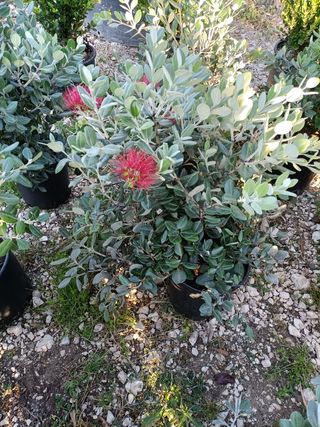 pianta di Metrosideros in vaso 22