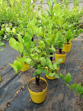 pianta di limone in vaso 22 giallo