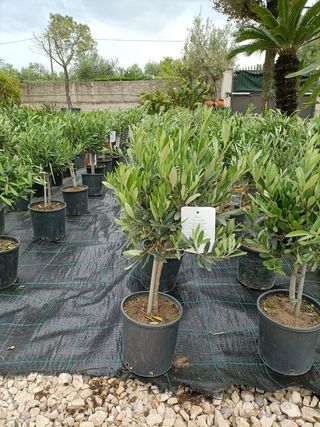 ulivo alberello in vaso 18