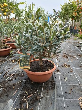 ulivo bonsai in ciotola 25